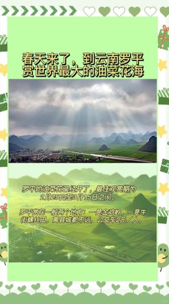 罗平油菜花最佳时间2021_花期持续多久-第2张图片-山城妙识