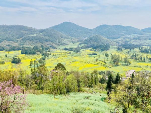 罗平油菜花最佳时间2021_花期持续多久-第1张图片-山城妙识