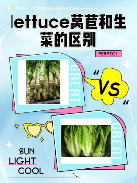 莴苣是什么意思_莴苣和生菜区别-第1张图片-山城妙识 莴苣是什么意思_莴苣和生菜区别-第1张图片-山城妙识