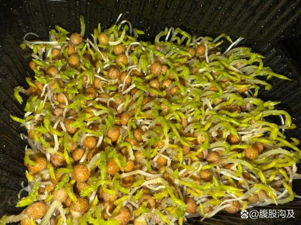 芽苗菜种植培训_芽苗菜多久可以采收-第3张图片-山城妙识 芽苗菜种植培训_芽苗菜多久可以采收-第3张图片-山城妙识