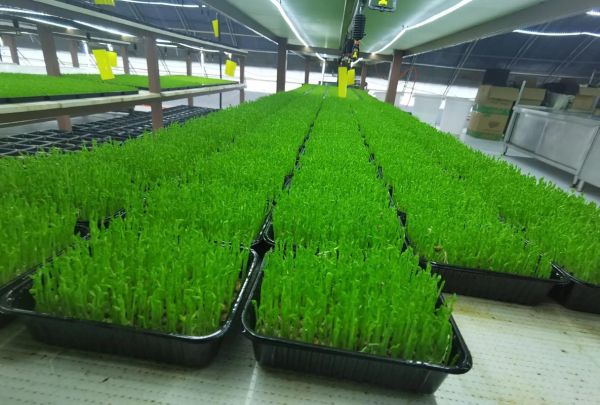 芽苗菜种植培训_芽苗菜多久可以采收-第2张图片-山城妙识 芽苗菜种植培训_芽苗菜多久可以采收-第2张图片-山城妙识