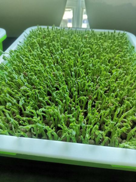 芽苗菜种植培训_芽苗菜多久可以采收-第1张图片-山城妙识 芽苗菜种植培训_芽苗菜多久可以采收-第1张图片-山城妙识