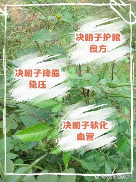 决明子泡水喝的禁忌_哪些人不能喝-第2张图片-山城妙识 决明子泡水喝的禁忌_哪些人不能喝-第2张图片-山城妙识
