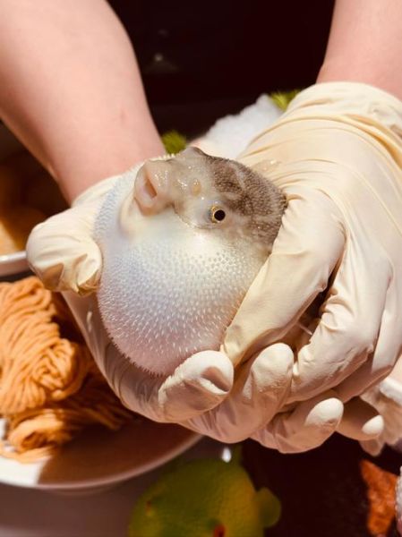 河豚鱼的功效与作用_河豚鱼真的能吃吗-第1张图片-山城妙识