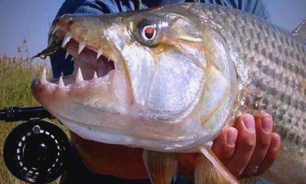 非洲虎鱼怎么养_非洲虎鱼能长多大-第2张图片-山城妙识 非洲虎鱼怎么养_非洲虎鱼能长多大-第2张图片-山城妙识