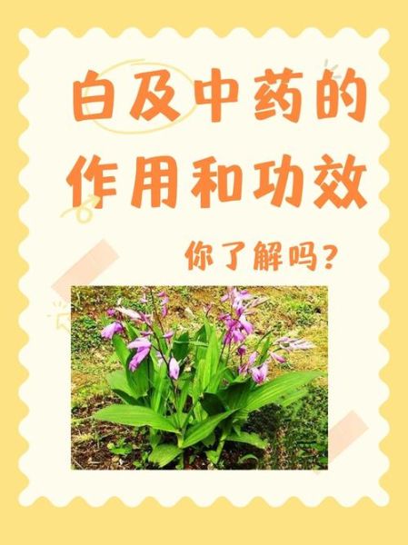 白及治什么病_白及的功效与作用-第3张图片-山城妙识 白及治什么病_白及的功效与作用-第3张图片-山城妙识
