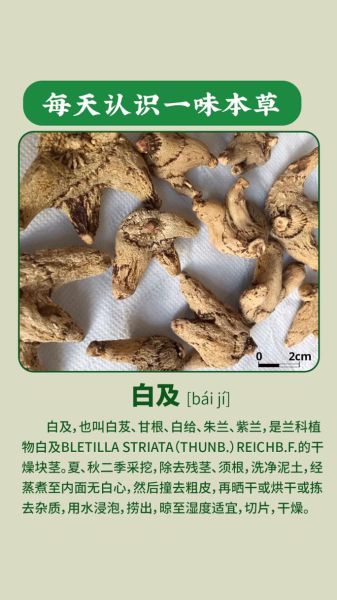 白及治什么病_白及的功效与作用-第2张图片-山城妙识 白及治什么病_白及的功效与作用-第2张图片-山城妙识