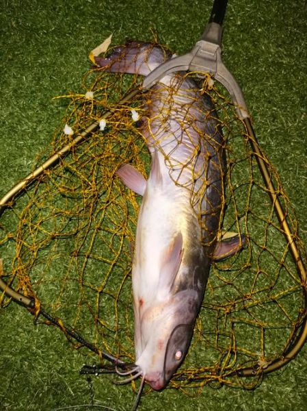 叉尾鱼是什么鱼_叉尾鱼是淡水鱼吗-第1张图片-山城妙识 叉尾鱼是什么鱼_叉尾鱼是淡水鱼吗-第1张图片-山城妙识