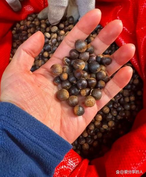 橡子是什么_橡子能吃吗-第1张图片-山城妙识 橡子是什么_橡子能吃吗-第1张图片-山城妙识