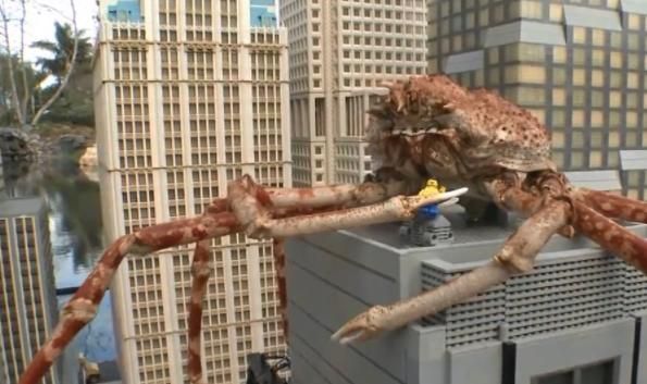 世界上最大的螃蟹有多大_巨型杀人蟹真实尺寸-第2张图片-山城妙识 世界上最大的螃蟹有多大_巨型杀人蟹真实尺寸-第2张图片-山城妙识