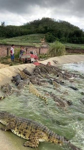 鳄鱼养殖赚钱吗_鳄鱼养殖需要什么条件-第1张图片-山城妙识 鳄鱼养殖赚钱吗_鳄鱼养殖需要什么条件-第1张图片-山城妙识