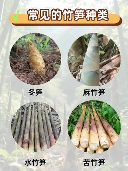 笋的种类有哪些_春笋和冬笋的区别-第3张图片-山城妙识