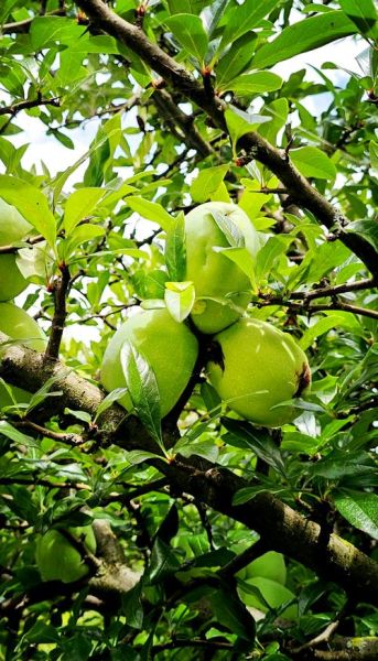 中药木瓜树图片_木瓜树果实功效-第1张图片-山城妙识 中药木瓜树图片_木瓜树果实功效-第1张图片-山城妙识