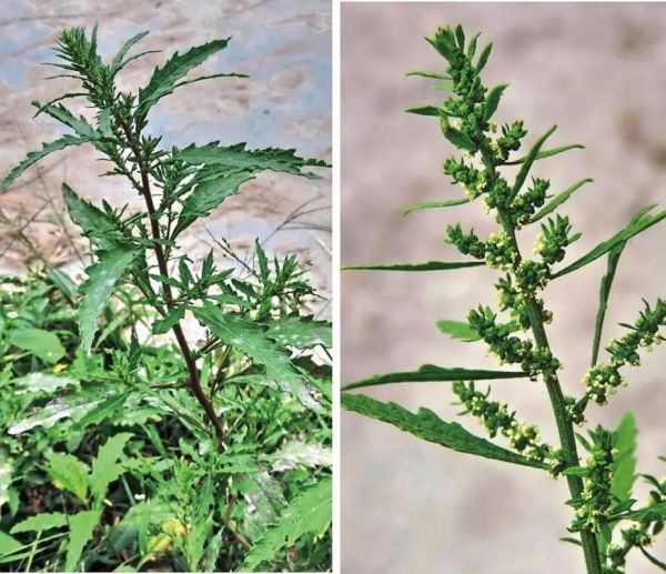 土荆芥图片长什么样_如何辨别真假土荆芥-第1张图片-山城妙识