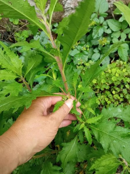 土荆芥图片长什么样_如何辨别真假土荆芥-第2张图片-山城妙识