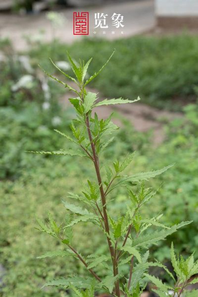 土荆芥图片长什么样_如何辨别真假土荆芥-第3张图片-山城妙识