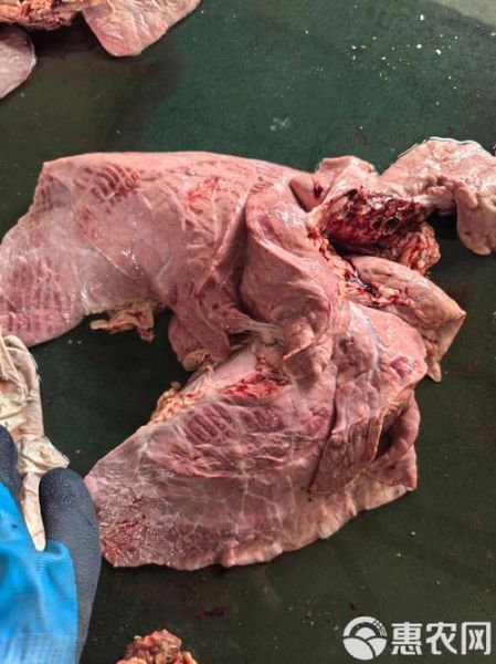 牛肺图片_牛肺解剖结构-第1张图片-山城妙识 牛肺图片_牛肺解剖结构-第1张图片-山城妙识