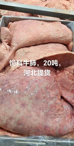 牛肺图片_牛肺解剖结构-第2张图片-山城妙识 牛肺图片_牛肺解剖结构-第2张图片-山城妙识