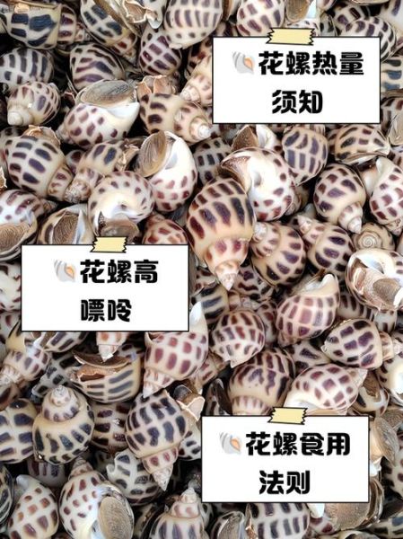 花螺哪些部位不能吃_图解花螺内脏清理-第2张图片-山城妙识 花螺哪些部位不能吃_图解花螺内脏清理-第2张图片-山城妙识