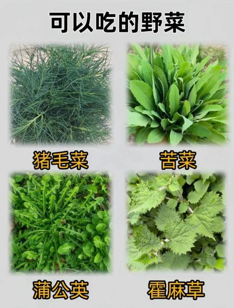 春天的野菜有哪些_春天常见野菜名称及图片-第3张图片-山城妙识 春天的野菜有哪些_春天常见野菜名称及图片-第3张图片-山城妙识