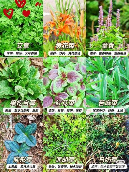 春天的野菜有哪些_春天常见野菜名称及图片-第1张图片-山城妙识 春天的野菜有哪些_春天常见野菜名称及图片-第1张图片-山城妙识