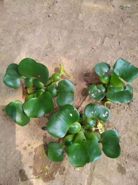 水葫芦图片大全大图_水葫芦长什么样-第1张图片-山城妙识 水葫芦图片大全大图_水葫芦长什么样-第1张图片-山城妙识