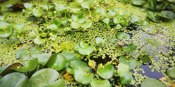 水葫芦图片大全大图_水葫芦长什么样-第2张图片-山城妙识 水葫芦图片大全大图_水葫芦长什么样-第2张图片-山城妙识