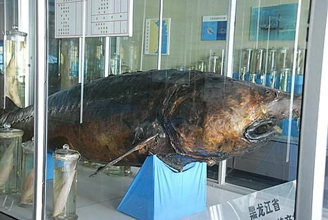 东北鳇鱼图片_东北鳇鱼长什么样-第1张图片-山城妙识 东北鳇鱼图片_东北鳇鱼长什么样-第1张图片-山城妙识