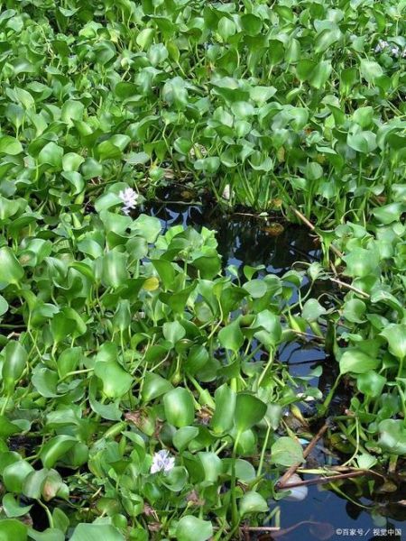水葫芦图片大全大图_水葫芦长什么样-第3张图片-山城妙识 水葫芦图片大全大图_水葫芦长什么样-第3张图片-山城妙识