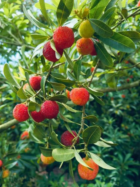 仙居杨梅什么时候成熟_仙居杨梅采摘时间-第1张图片-山城妙识