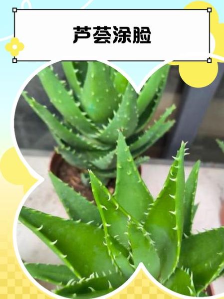 芦荟可以直接涂脸吗_自己养的芦荟怎么用-第3张图片-山城妙识 芦荟可以直接涂脸吗_自己养的芦荟怎么用-第3张图片-山城妙识