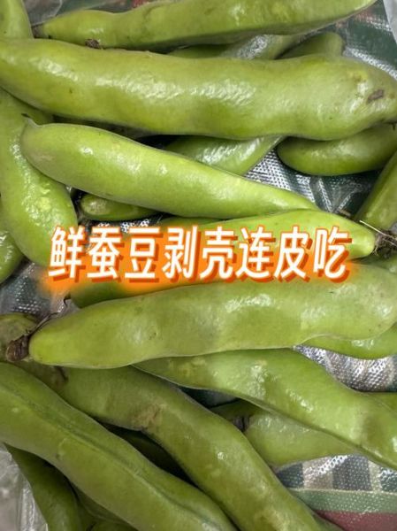 蚕豆皮能吃吗_蚕豆皮的营养价值-第2张图片-山城妙识 蚕豆皮能吃吗_蚕豆皮的营养价值-第2张图片-山城妙识