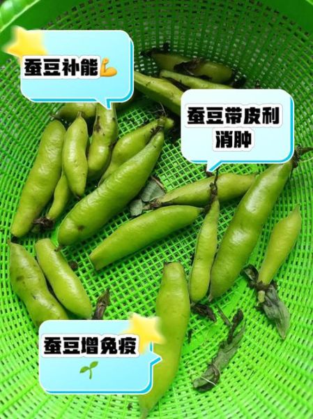 蚕豆皮能吃吗_蚕豆皮的营养价值-第3张图片-山城妙识 蚕豆皮能吃吗_蚕豆皮的营养价值-第3张图片-山城妙识