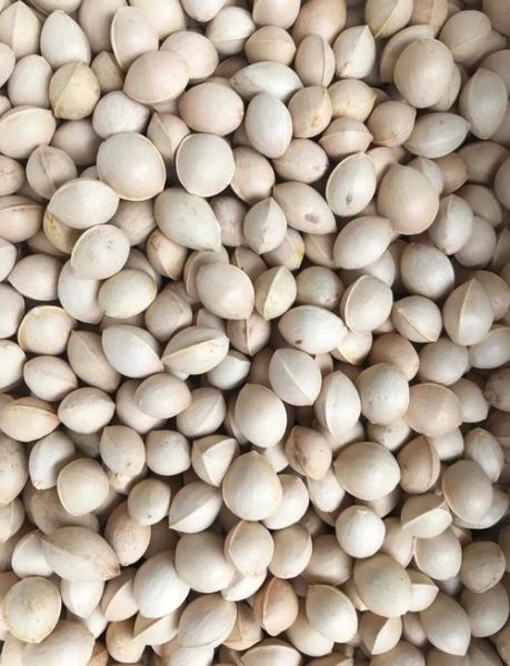 白果怎么吃治咳嗽_白果治咳嗽的正确做法-第1张图片-山城妙识