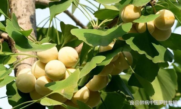 白果怎么吃治咳嗽_白果治咳嗽的正确做法-第3张图片-山城妙识