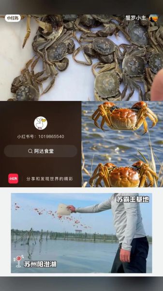 苏蟹侬大闸蟹哪里买_如何辨别真假-第3张图片-山城妙识 苏蟹侬大闸蟹哪里买_如何辨别真假-第3张图片-山城妙识