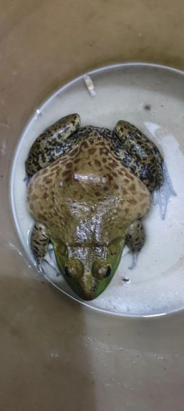 养牛蛙的利润与成本_牛蛙养殖赚钱吗-第1张图片-山城妙识 养牛蛙的利润与成本_牛蛙养殖赚钱吗-第1张图片-山城妙识