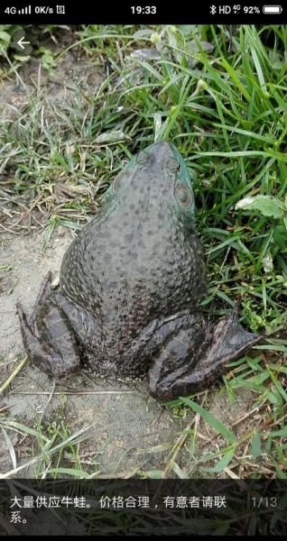 养牛蛙的利润与成本_牛蛙养殖赚钱吗-第3张图片-山城妙识 养牛蛙的利润与成本_牛蛙养殖赚钱吗-第3张图片-山城妙识