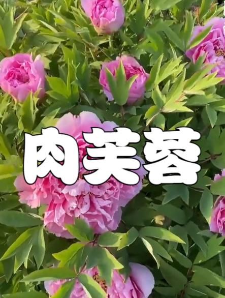 芙蓉肉为什么叫芙蓉_芙蓉肉最早出现在哪里-第1张图片-山城妙识 芙蓉肉为什么叫芙蓉_芙蓉肉最早出现在哪里-第1张图片-山城妙识