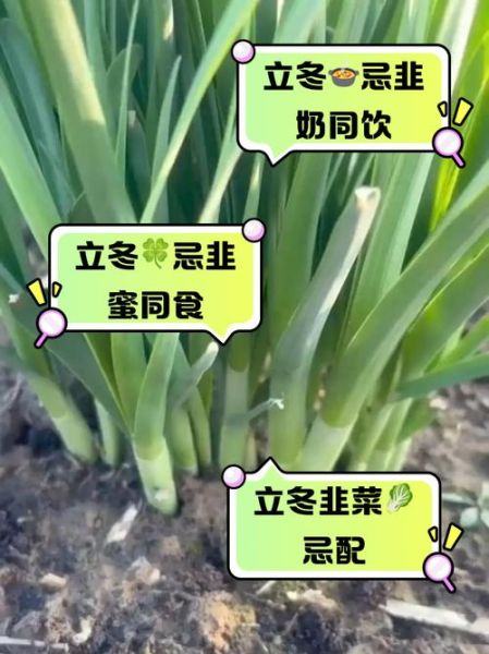 什么人不能吃韭菜_韭菜禁忌人群有哪些-第1张图片-山城妙识 什么人不能吃韭菜_韭菜禁忌人群有哪些-第1张图片-山城妙识