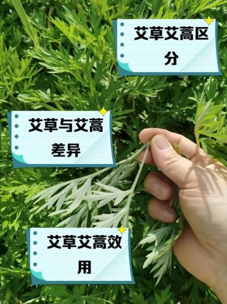 艾蒿和艾草的区别_如何一眼分辨-第2张图片-山城妙识