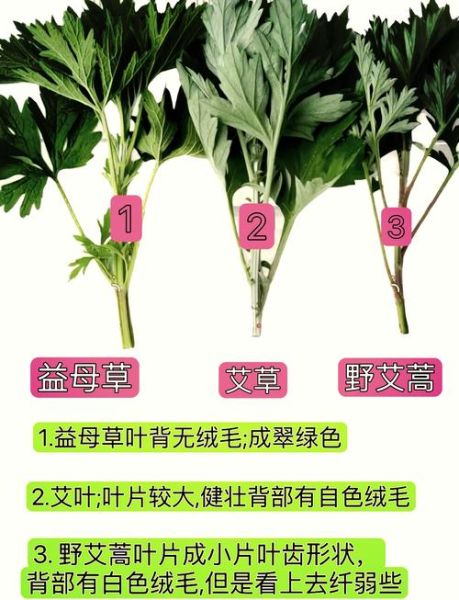 艾蒿和艾草的区别_如何一眼分辨-第1张图片-山城妙识