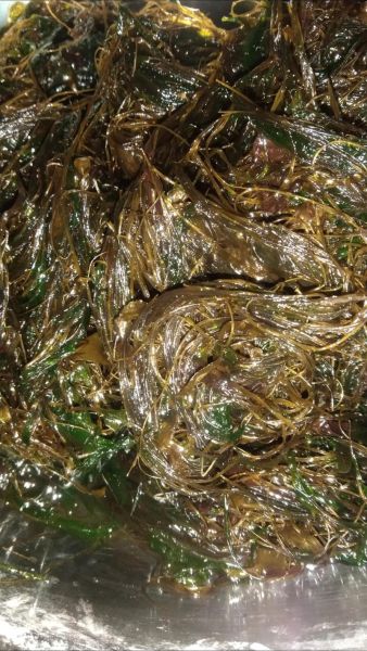 海麻线包子怎么做_海麻线包子是哪里的特产-第1张图片-山城妙识