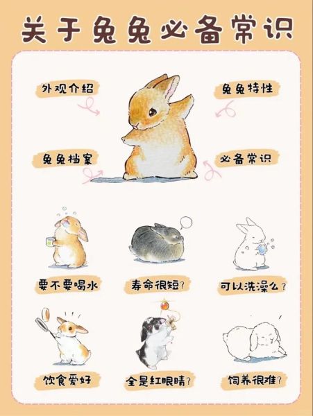 兔子怎么养才不容易死_新手养兔不死指南-第1张图片-山城妙识 兔子怎么养才不容易死_新手养兔不死指南-第1张图片-山城妙识