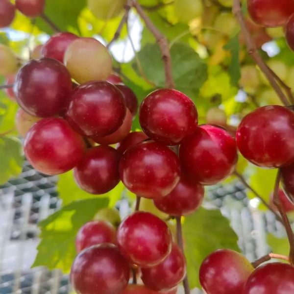 2024年最好的葡萄新品种有哪些_如何挑选适合自种的高端葡萄-第2张图片-山城妙识