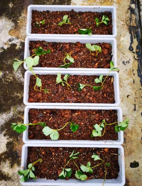 草莓怎么种植_草莓日常管理技巧-第3张图片-山城妙识