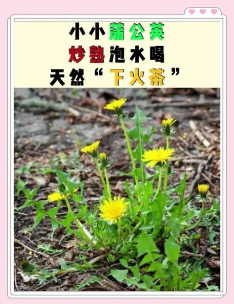 蒲公英泡水喝的功效_和什么搭配更好-第1张图片-山城妙识 蒲公英泡水喝的功效_和什么搭配更好-第1张图片-山城妙识