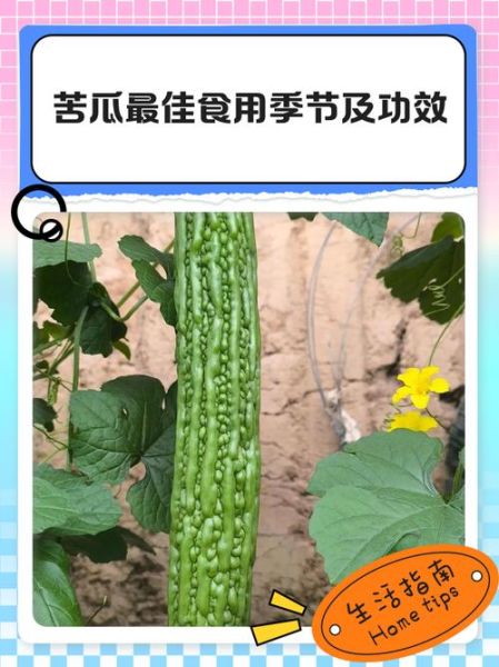 男性长期吃苦瓜的好处_苦瓜对男性有哪些好处-第2张图片-山城妙识 男性长期吃苦瓜的好处_苦瓜对男性有哪些好处-第2张图片-山城妙识