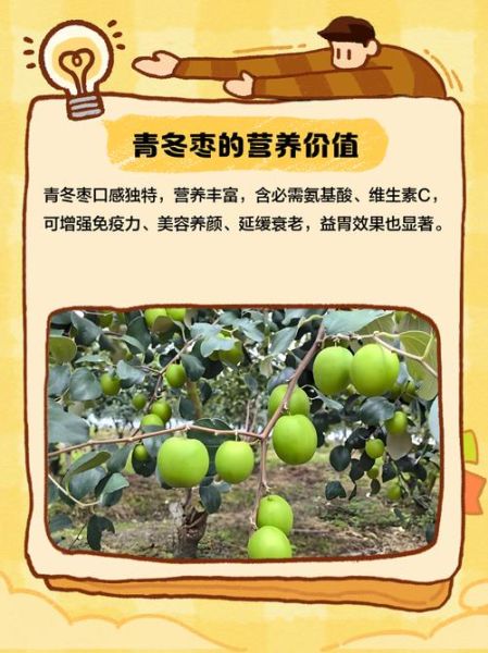 青枣和冬枣有什么区别_哪个更好吃-第1张图片-山城妙识 青枣和冬枣有什么区别_哪个更好吃-第1张图片-山城妙识