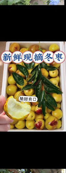 青枣和冬枣有什么区别_哪个更好吃-第2张图片-山城妙识 青枣和冬枣有什么区别_哪个更好吃-第2张图片-山城妙识